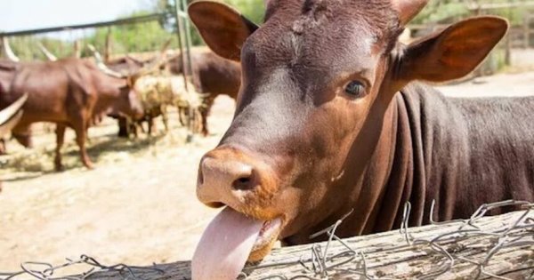 Portal O Novo Oeste - Ministério da Agricultura confirma caso de mal da ... Portal O Novo Oeste - Ministério da Agricultura confirma caso de mal da ...